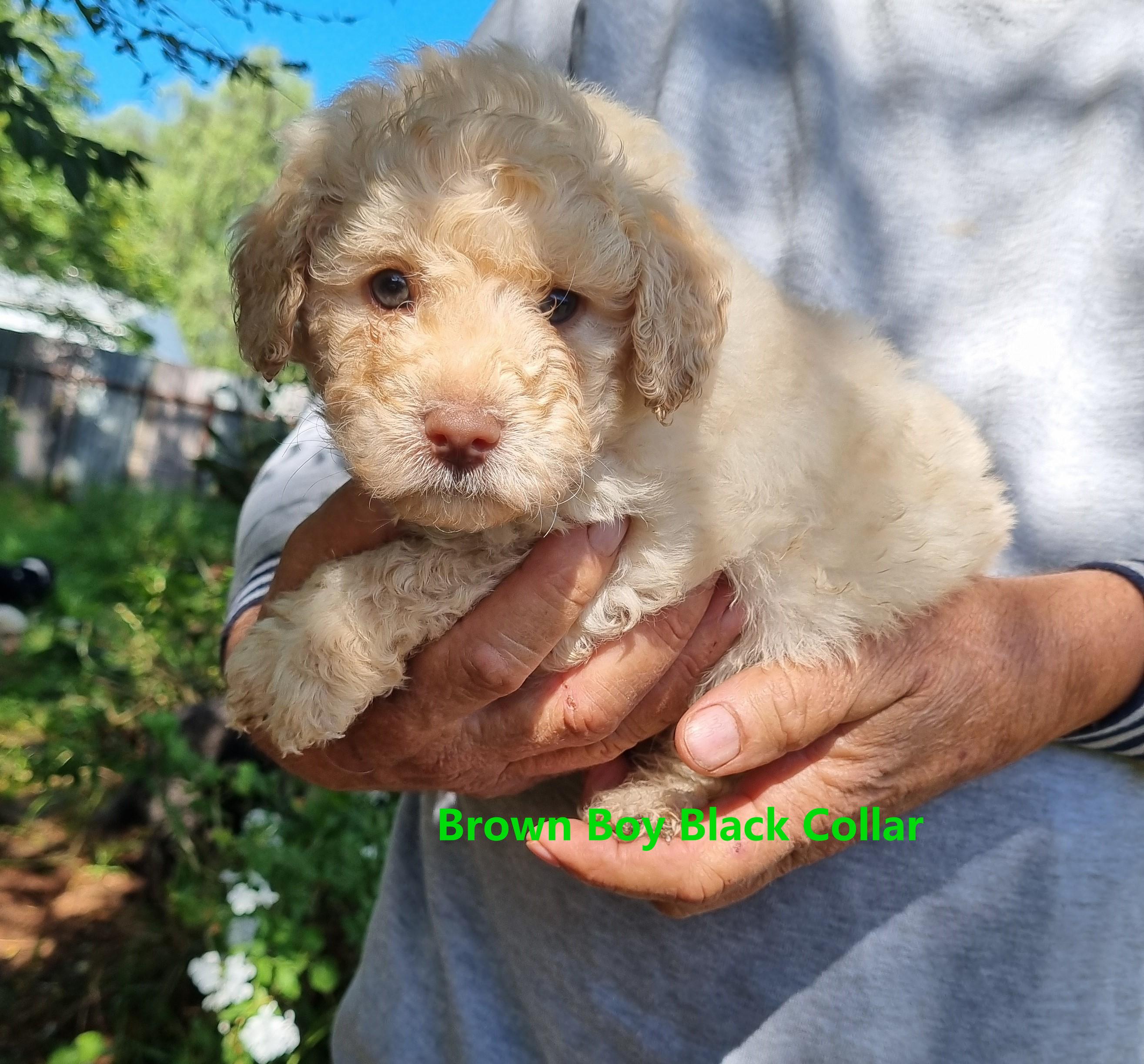 Mystic Lodge Cavoodle Breeders | Fur Babies Central