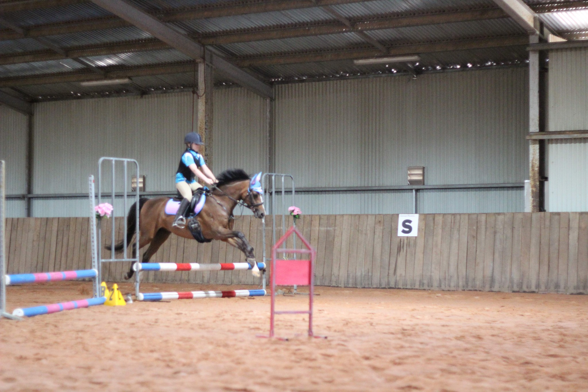 Show Jumping Training Day | Fur Babies Central